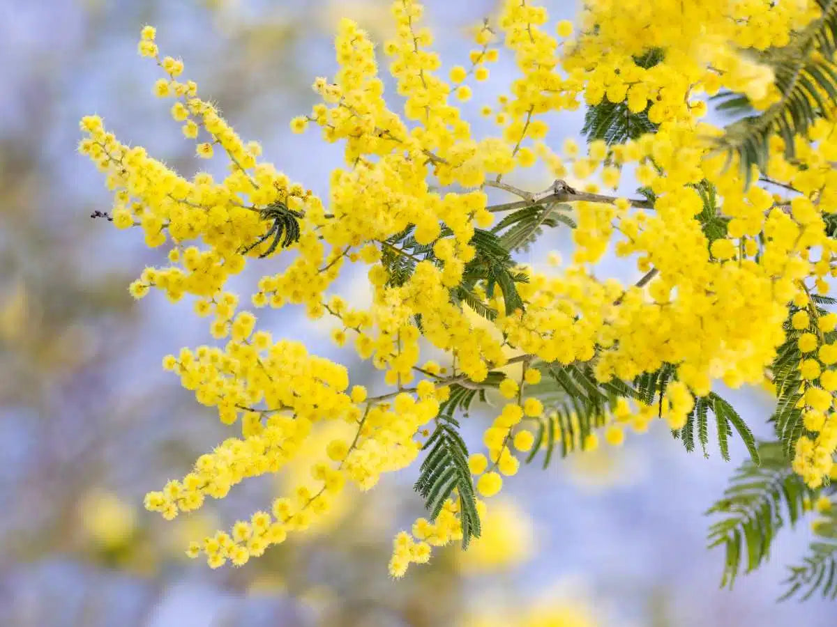 Mimosa in Perfume – Parfumerie Nasreen