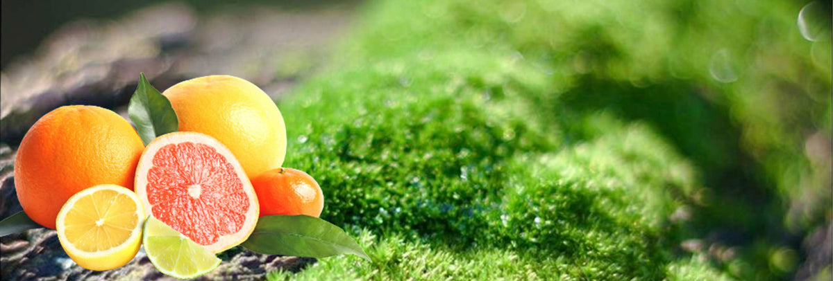 green-chypre – Parfumerie Nasreen